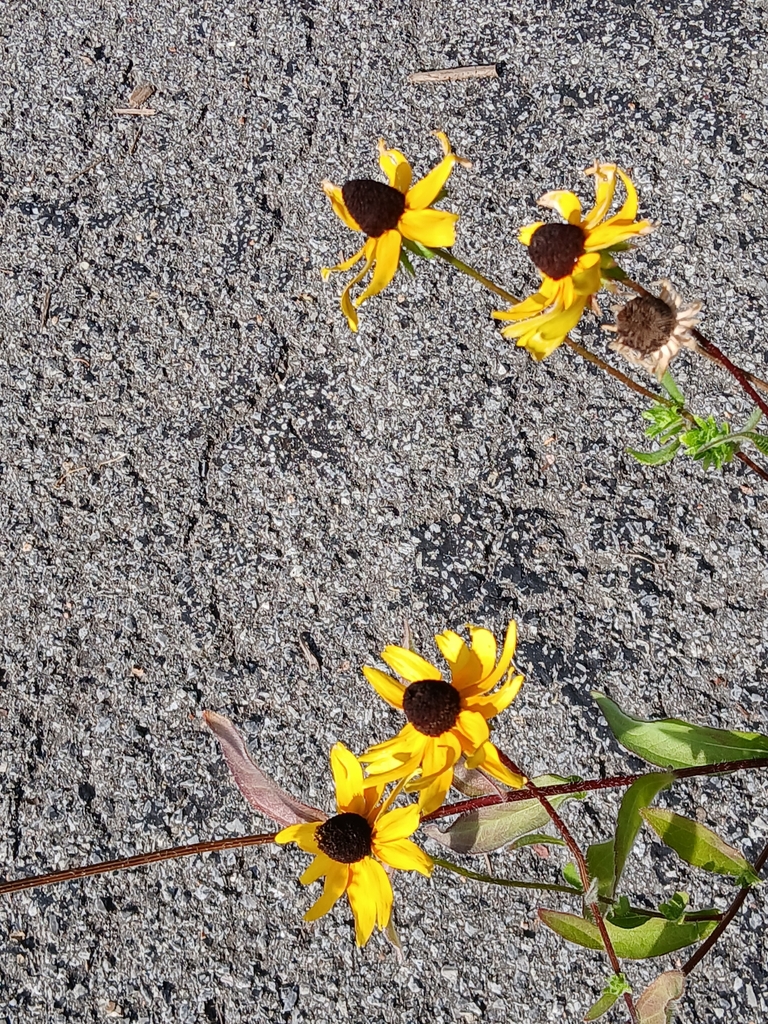 black-eyed Susan from Ottawa, ON K2A 3M6, Canada on September 24, 2025 ...