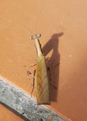 Thai Boxer Mantis (Acromantis gestri) · iNaturalist