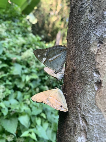 Chitoria chrysolora · NaturaLista Colombia
