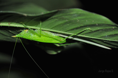 (Copiphora azteca)