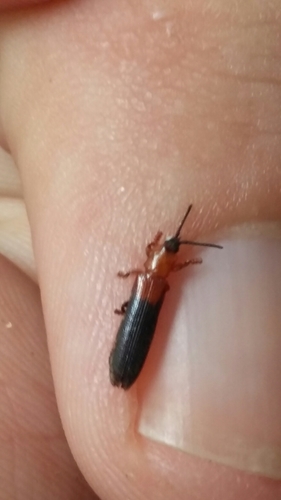 Genus Brontispa · iNaturalist