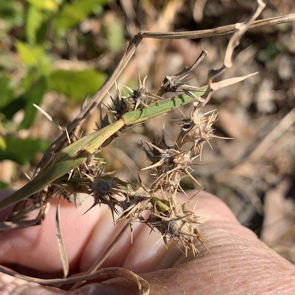 coastal sandbur from Myrtle Beach State Park, Myrtle Beach, SC, US on ...