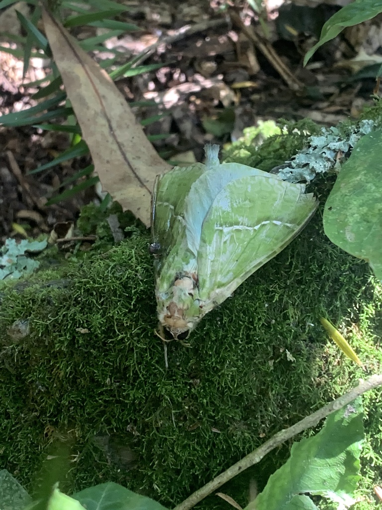 Puriri moth from Fairy Springs Road, Fairy Springs, Bay of Plenty, NZ on November 30, 2019 at 09 ...