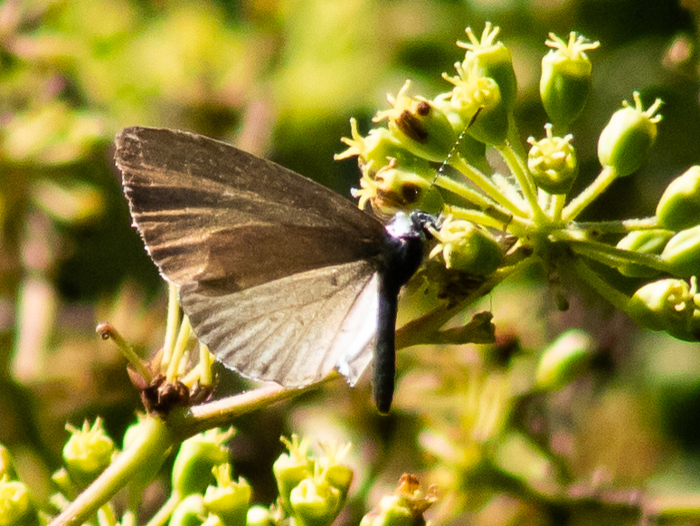 Summer Azure from Anne Arundel County, MD, USA on August 24, 2019 at 03 ...