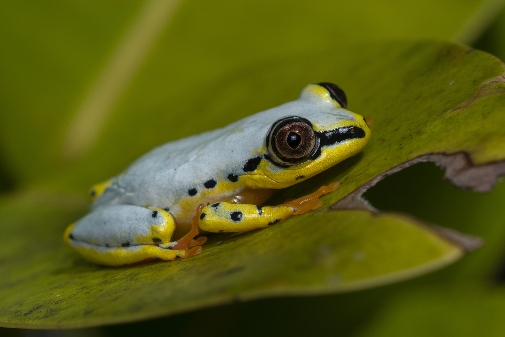 Blue-back Reed Frog from Vohibinany, Madagascar on October 11, 2019 at ...
