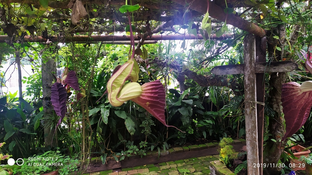 pelican flower from Ojite, Ver., México on November 30, 2019 at 08:29 ...