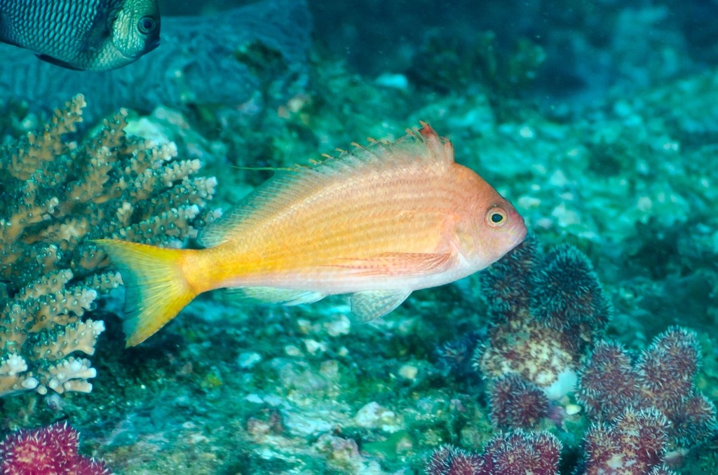 Lyretail Hawkfish from North Solitary Island on July 27, 2013 by Ian ...