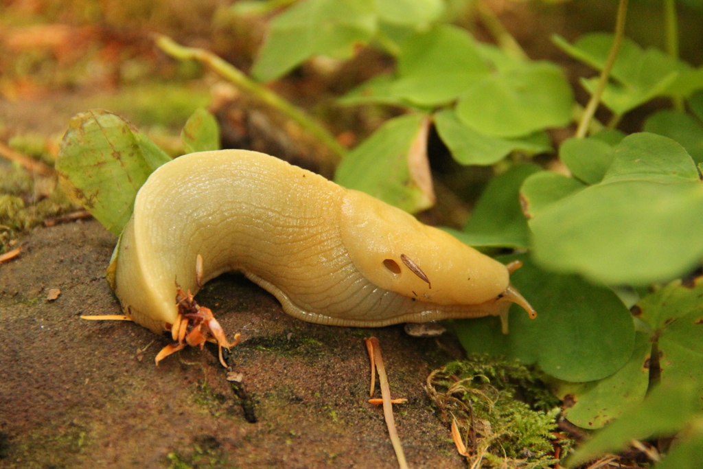 Anatomía De La Babosa Bananera