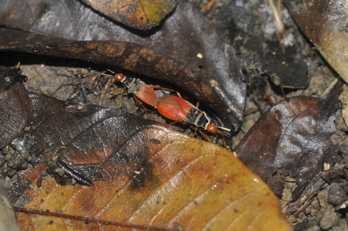 Dindymus stysi · iNaturalist