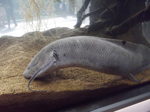 African Lungfish Size
