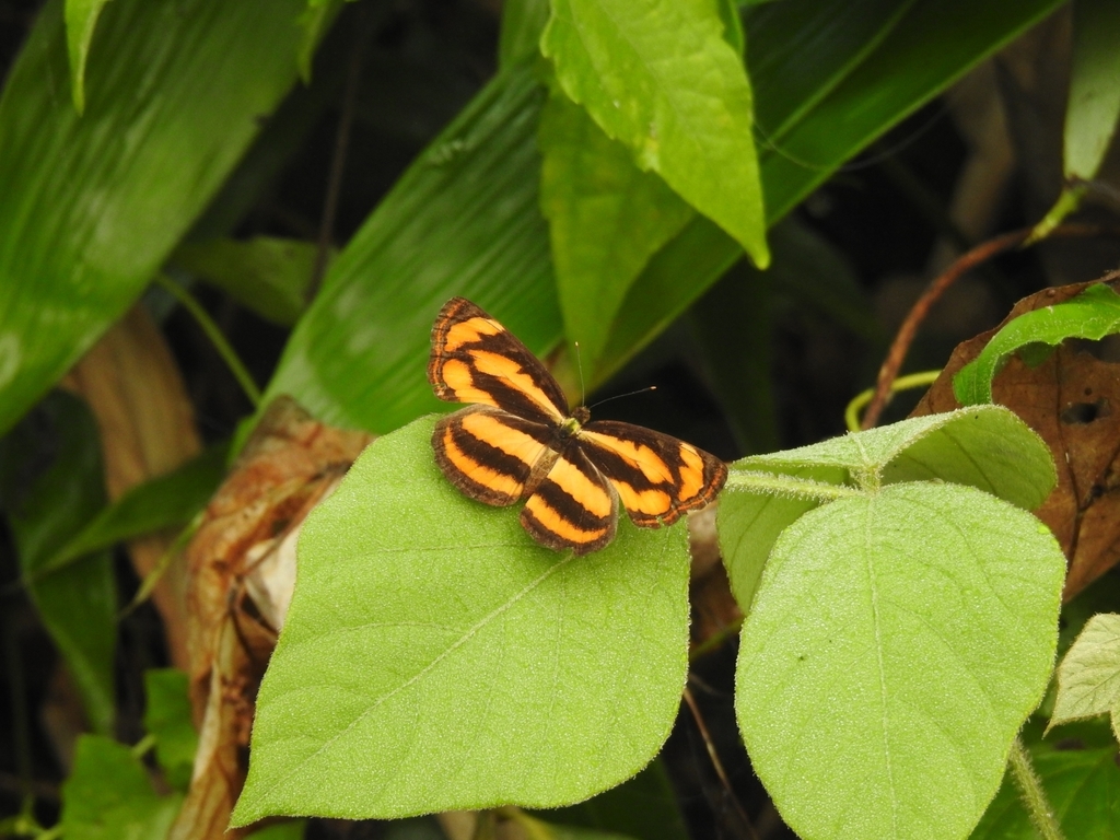 Common Lascar from Assam 788727, India on December 01, 2019 at 08:30 AM ...