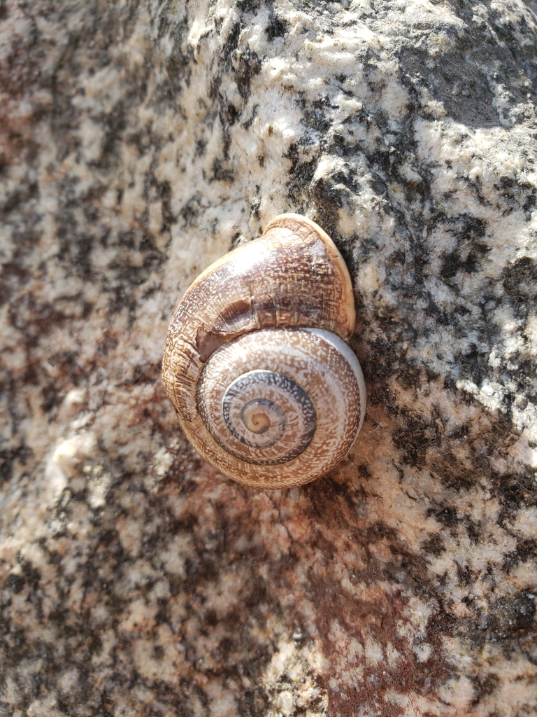 Spanish Snail from San Antonio, Valparaíso, Chile on November 10, 2018 ...