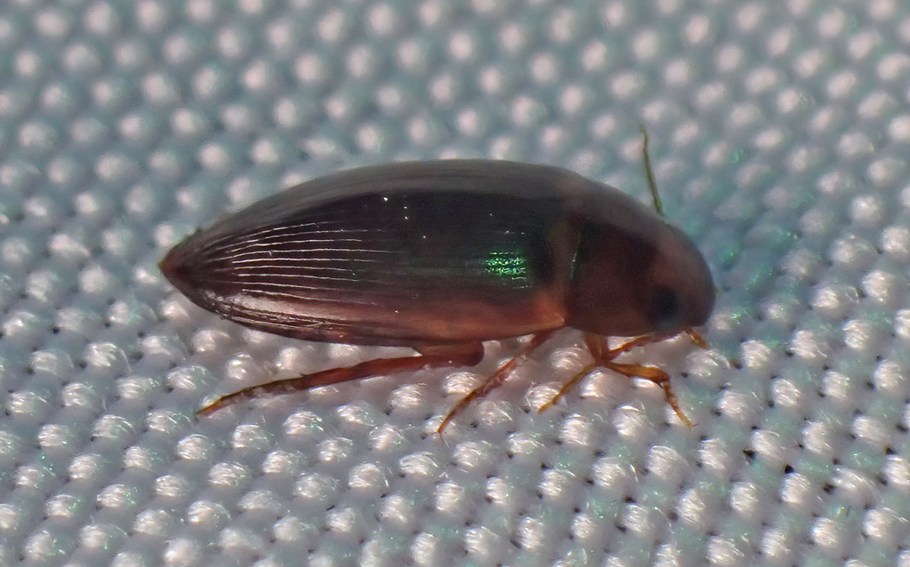 Copelatus caelatipennis princeps from Osceola County, FL, USA on ...