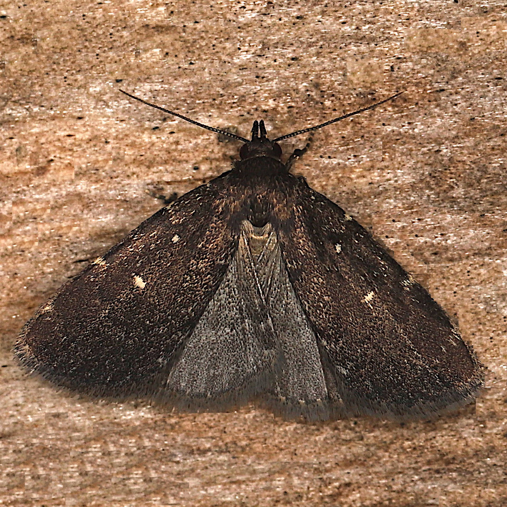 Julia's Idia Moth from Dickson County, TN, USA on September 27, 2025 at ...