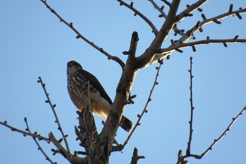 Merlin from Squirrel Hill North, Pittsburgh, PA, USA on December 1 ...