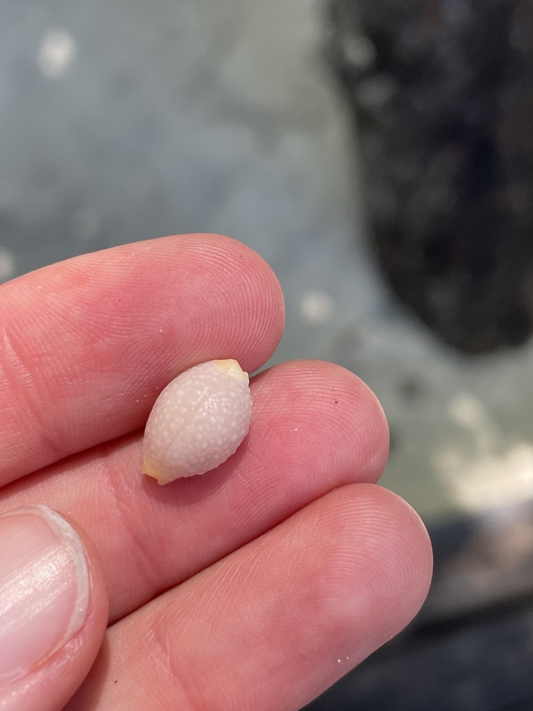 grape cowrie from Баа-Атолу, MV on September 23, 2025 at 10:39 PM by ...