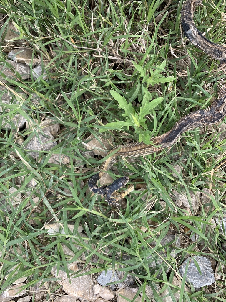 Colubrid Snakes from Kerens, TX, US on October 26, 2019 at 01:34 PM by ...