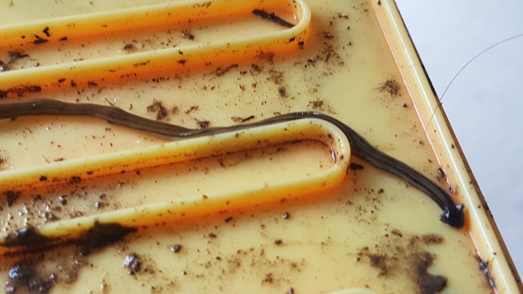 Shovel-headed Garden Worm from Auckland 0892, New Zealand on December ...