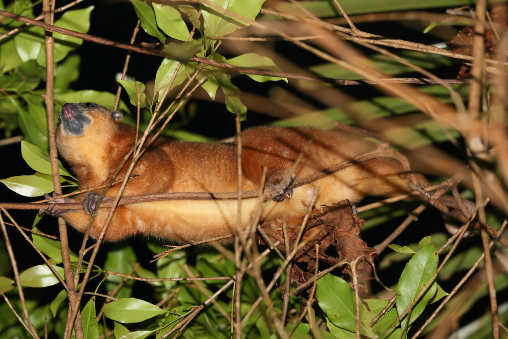 Peleng Cuscus from Banggai Kepulauan Regency, Central Sulawesi ...
