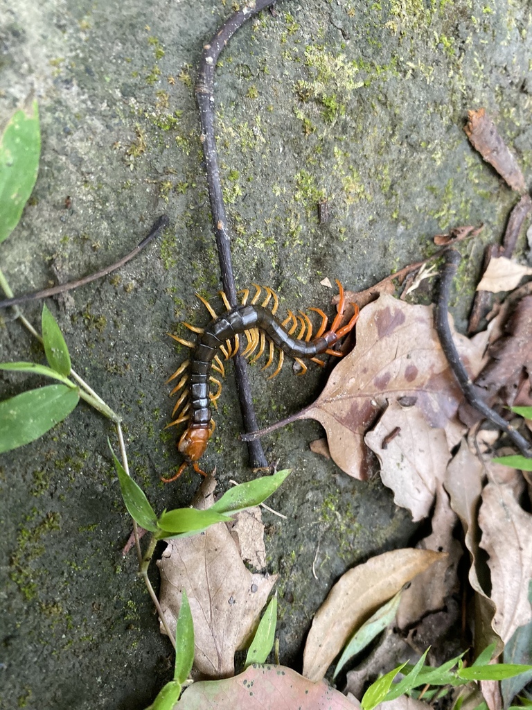 Chinese Red-headed Centipede from 中山路, 三峽區, TW on October 31, 2019 at ...