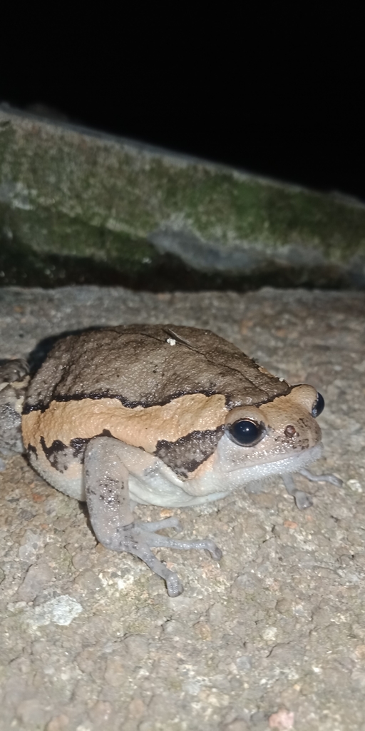 Asian Painted Frog from Bukit Bendera, Pulau Pinang, Malaysia on ...