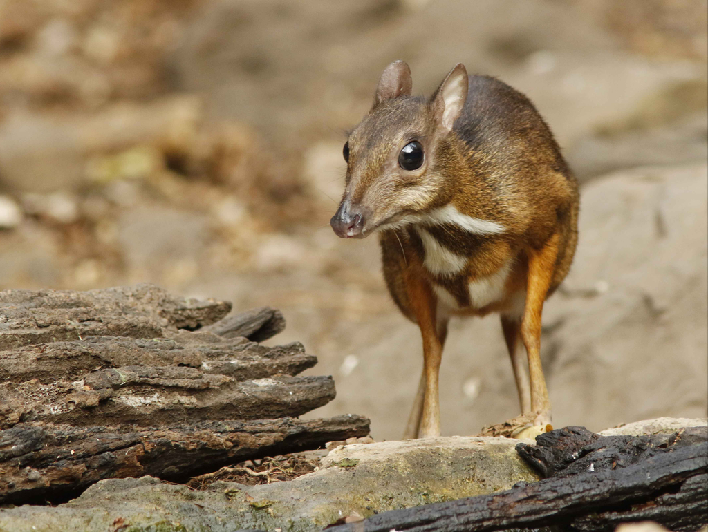 Lesser Oriental Chevrotain from Lung Sin's Waterhole, Kaeng Krachan ...