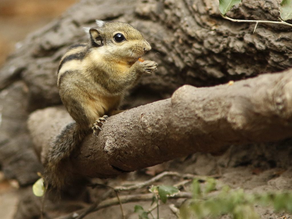 Himalayan Striped Squirrel from Lung Sin's Waterhole, Kaeng Krachan ...