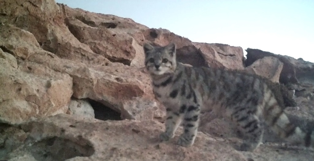 Andean Cat (Leopardus jacobita) - Know Your Mammals