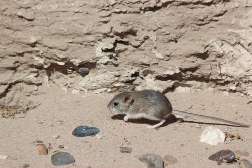 Pericote común (Graomys griseoflavus) · iNaturalist Mexico