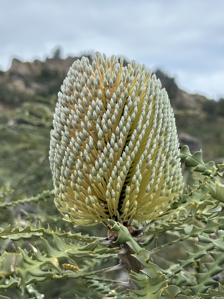 Showy Banksia from Fitzgerald River National Park, Hopetoun, WA, AU on ...