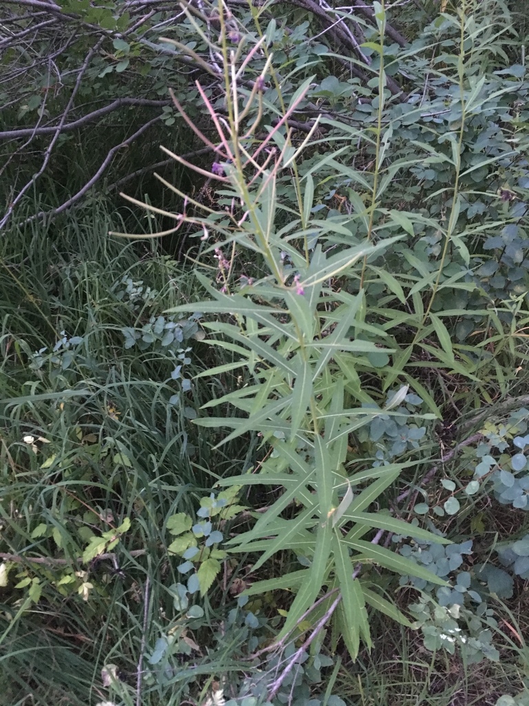 fireweed from Caribou-Targhee National Forest, Pocatello, ID, US on ...