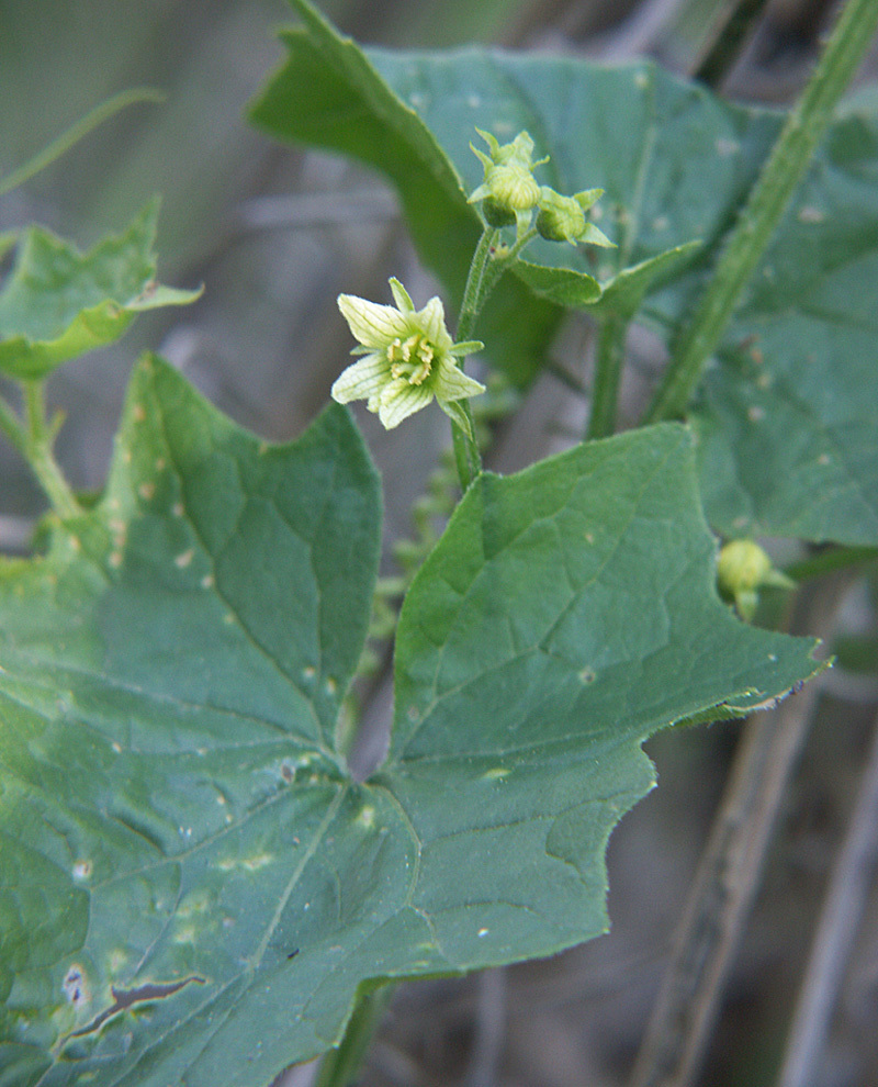 Eastern White-bryony from Bulgaria on May 9, 2005 by Tig · iNaturalist