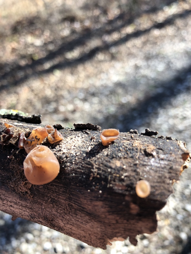 Jelly Tree Ear from 30000–30308 NE 1800th Rd, Garnett, KS, US on ...