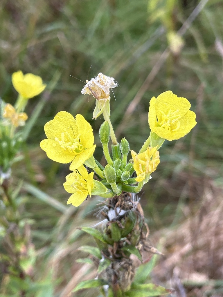 common evening-primrose from Alpha Ridge Park, Marriottsville, MD, US ...