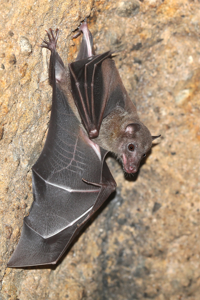 Geoffroy's Rousette from Tomohon City, North Sulawesi, Indonesia on ...