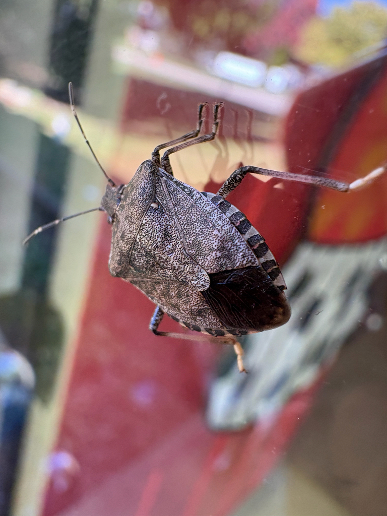Brown Marmorated Stink Bug from Centreville Rd, Grand Blanc, MI, US on ...