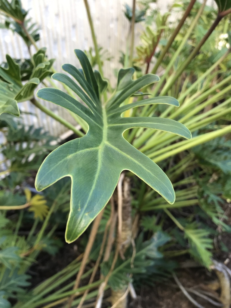 Cut-Leaf Philodendron from Walt Disney World, Lake Buena Vista, FL, US on December 03, 2019 at ...