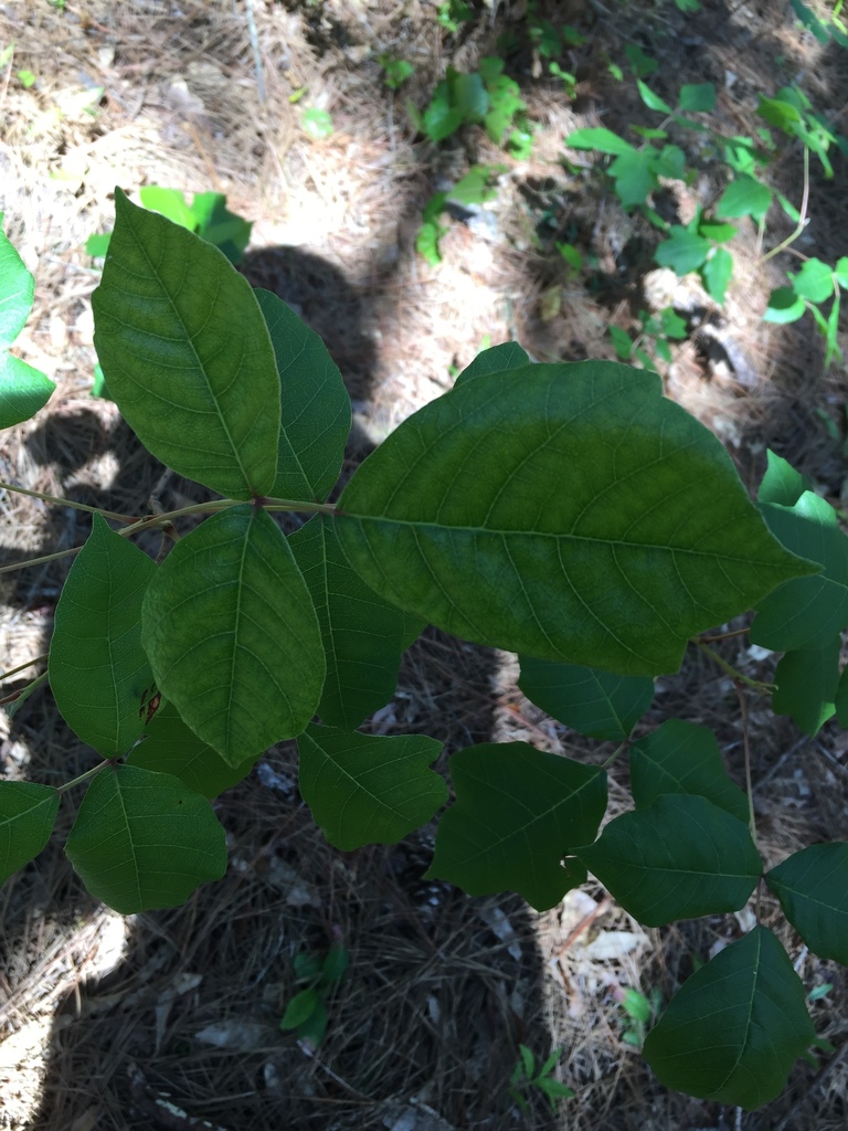 eastern poison ivy from 1606 Flat Rock Rd, Camden, SC, US on May 14 ...