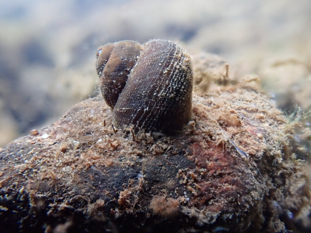 Tulotoma Snail in September 2025 by Brittany Barker-Jones · iNaturalist
