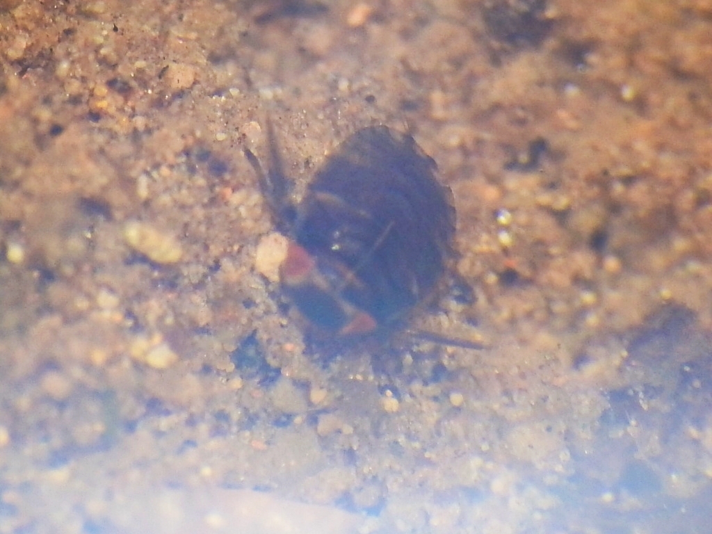 Micronecta from 111台灣台北市士林區溪山里 on September 30, 2025 at 02:28 PM by 熊盛志 ...