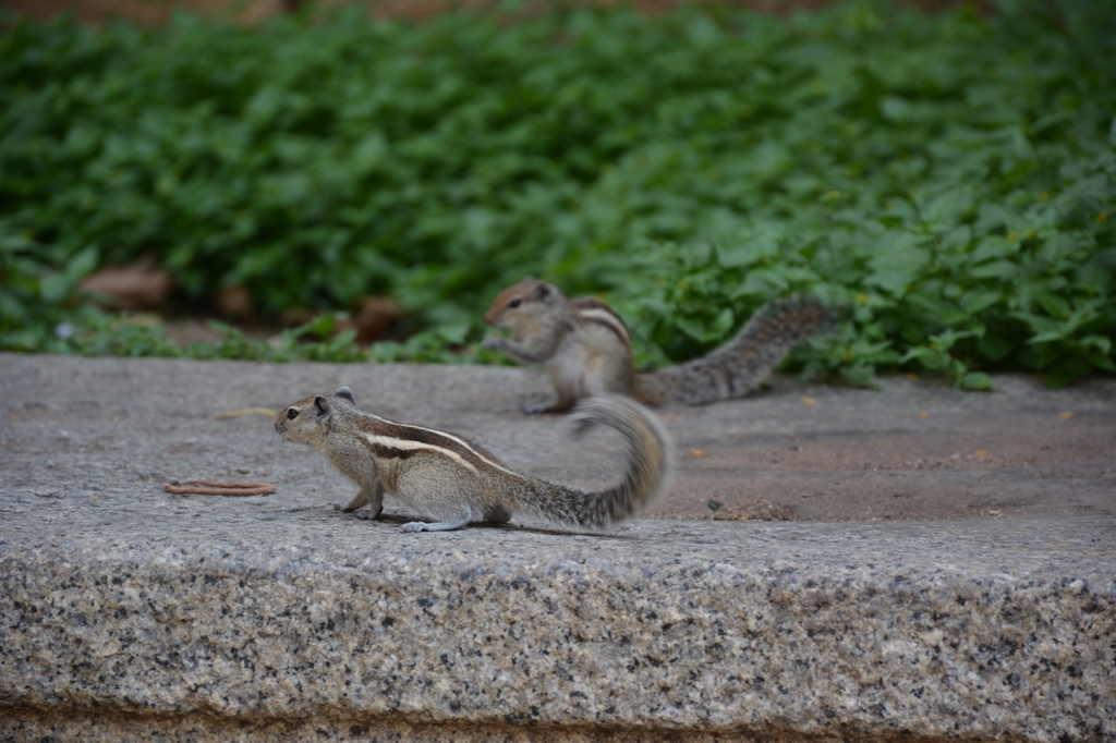 Three-striped Palm Squirrel from Keremane Apartment, Banashankari 5th ...