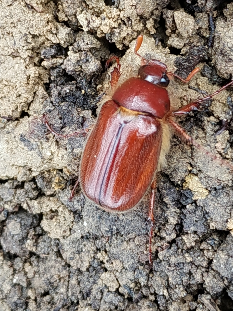 Holochelus fraxinicola from 14049 Vaglio Serra, Province of Asti, Italy ...