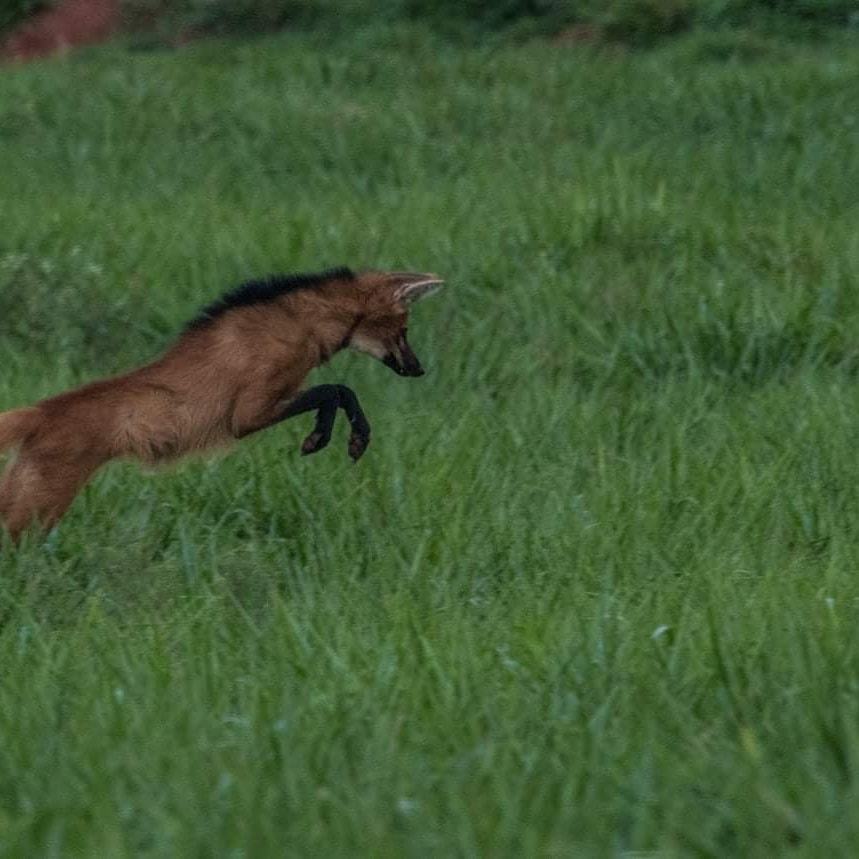 Maned Wolf in December 2019 by Andréa Soares Pires · iNaturalist