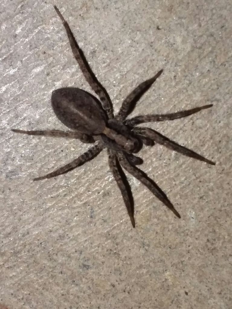 Koch's Wolf Spider from Mayer, AZ 86333, USA on December 2, 2019 at 11: ...