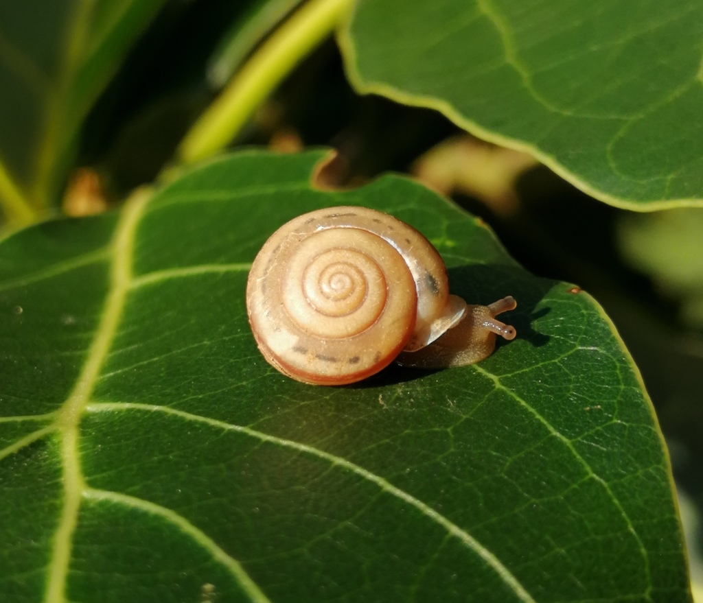 Helicoidea from Tuxpan, Jal., México on October 22, 2019 at 09:02 AM by ...