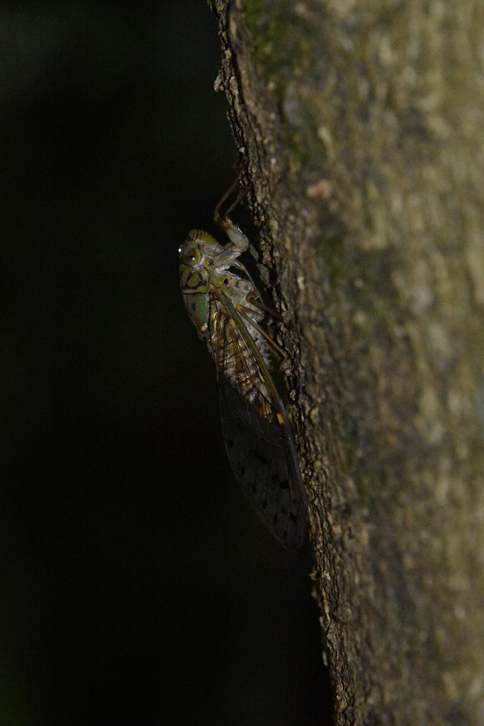 Purana guttularis from 香港沙頭角 on October 11, 2015 at 10:50 AM by WK ...