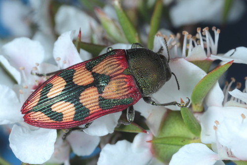 Castiarina triramosa · iNaturalist