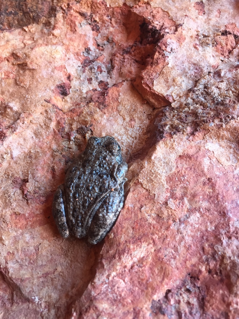 Canyon Tree Frog from Tequisquiapan, QRO, MX on December 03, 2019 at 10 ...
