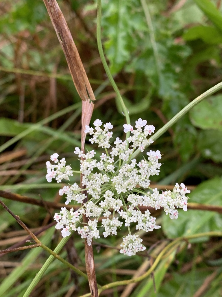 wild carrot in September 2019 by rnaval · iNaturalist
