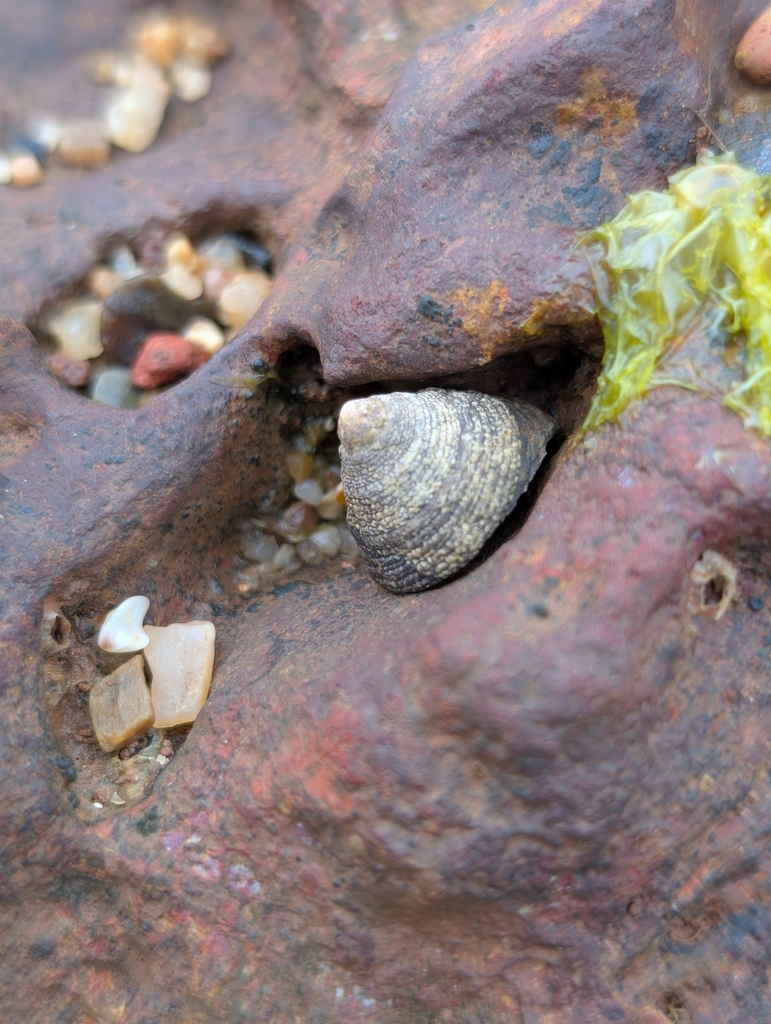 Gastropods from Prince Edward Pde at Captain Cook Park, Redcliffe QLD ...